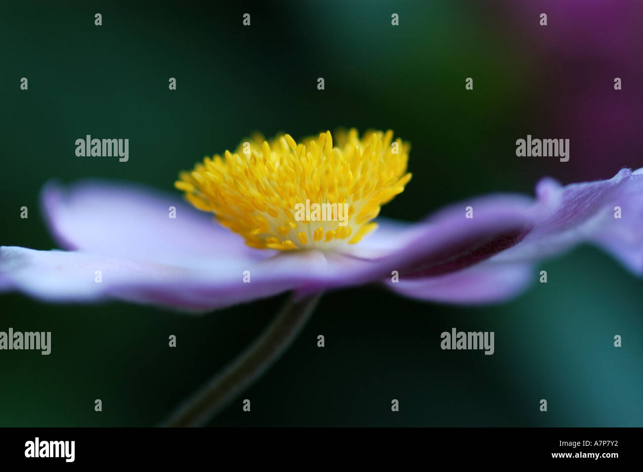 Japanese anemone (Anemone hupehensis), side view of a blossom Stock ...