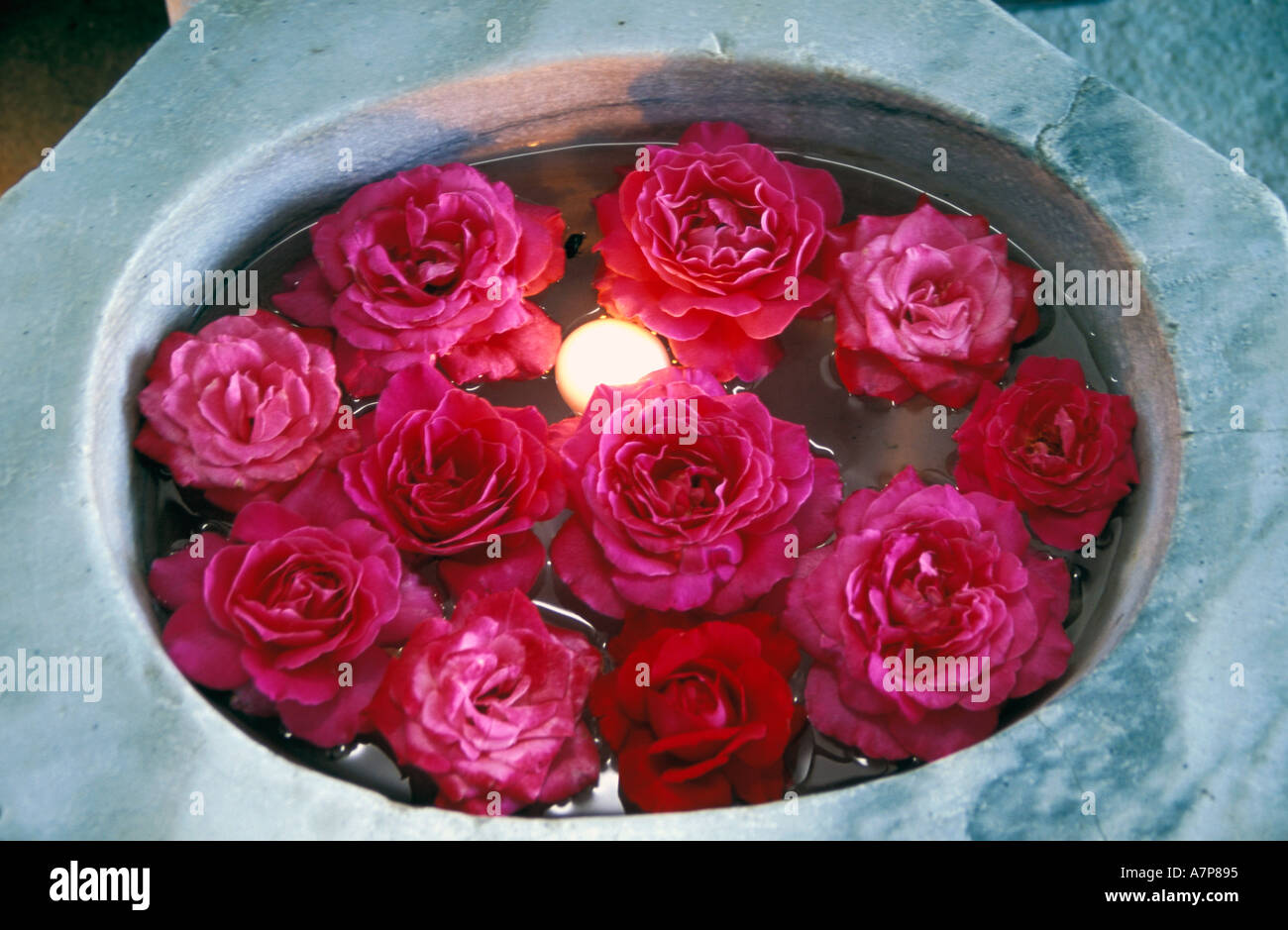 Rhodon rose hi-res stock photography and images - Alamy
