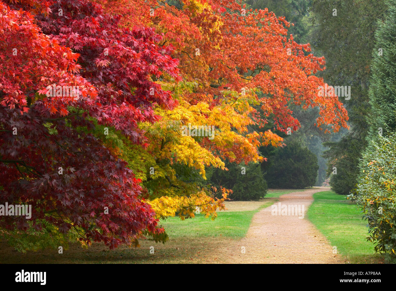 Autumn Foliage, Westonbirt Arboretum, Gloucestershire, England Stock ...