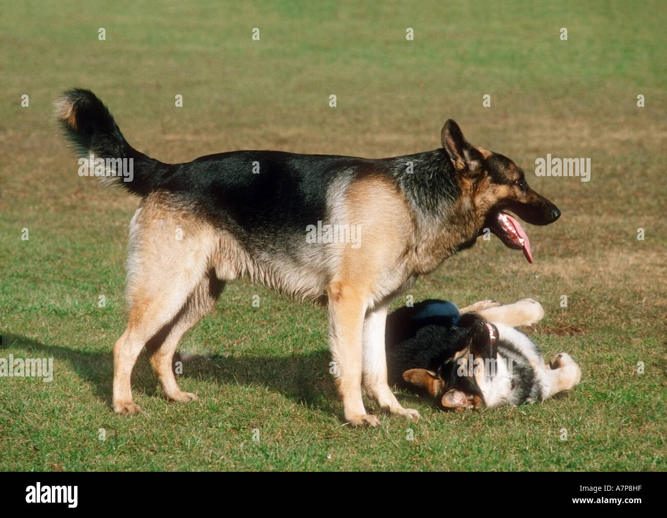 German Shepherd Dog (Canis lupus f. familiaris), on meadow Stock Photo ...