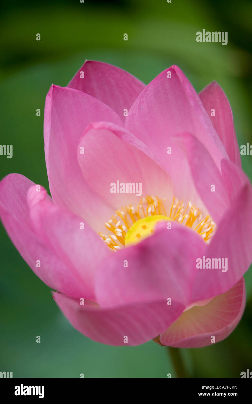 Lotus Flower, Bangkok, Thailand Stock Photo - Alamy