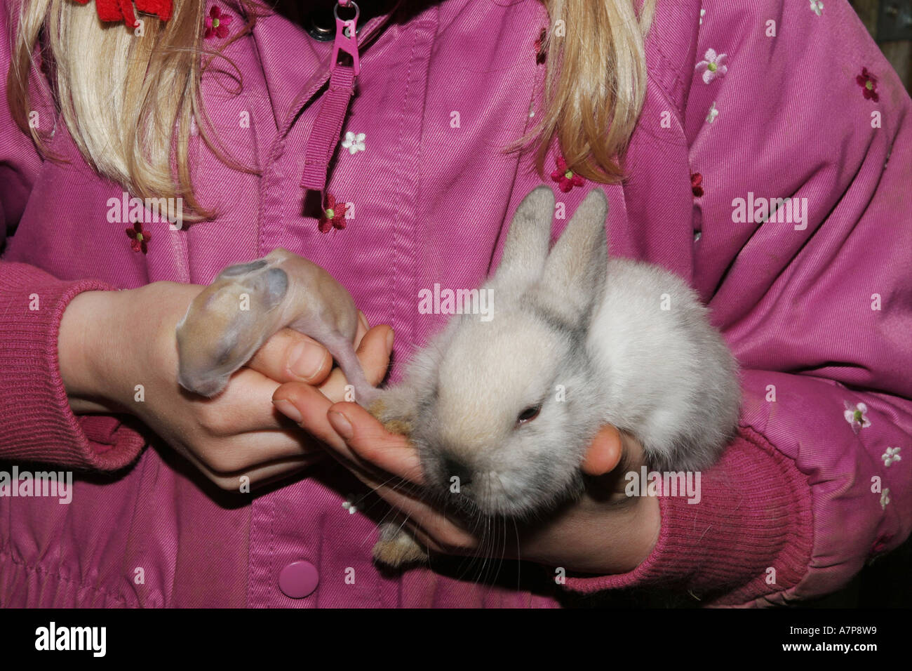 Hand holding baby bunny hi-res stock photography and images - Alamy