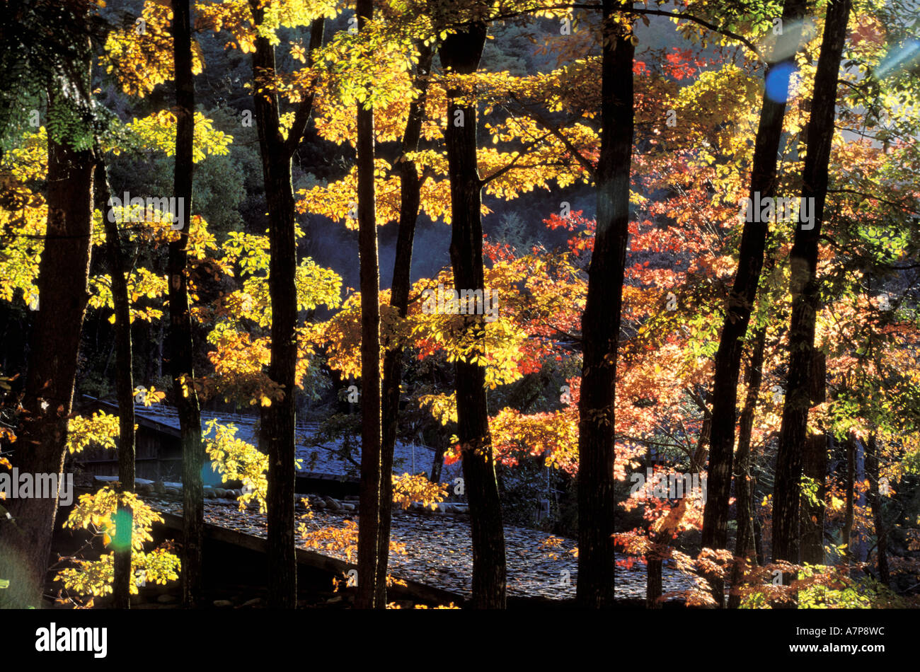 Japan, Honshu Island, forest in Autumn in the Japanese Alps Stock Photo ...