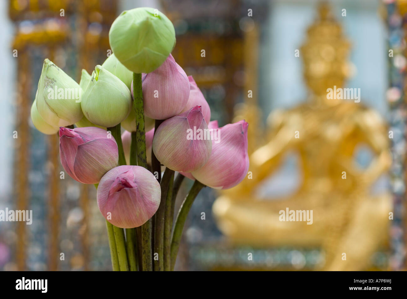 Brahma lotus hi-res stock photography and images - Alamy