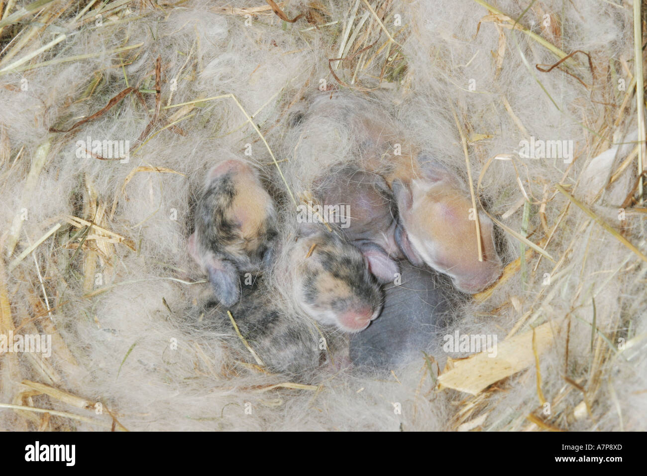 baby rabbits in nest Stock Photo - Alamy