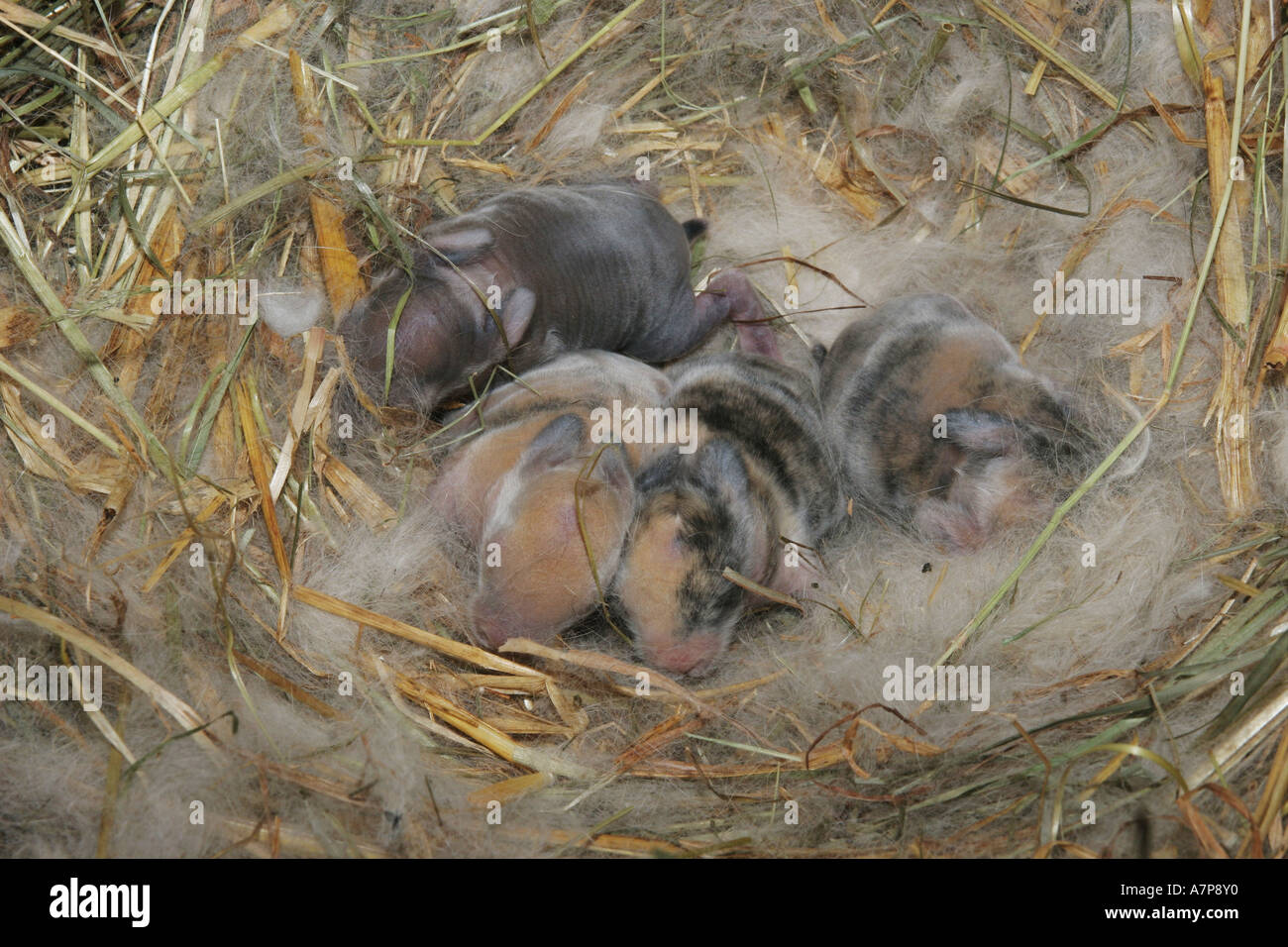 Baby Rabbits In Nest High Resolution Stock Photography and Images - Alamy