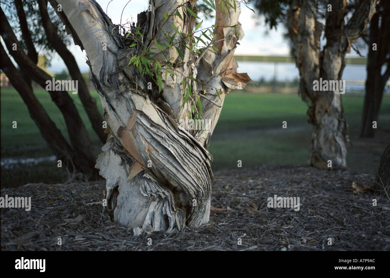Twisted tree in Australia Stock Photo - Alamy