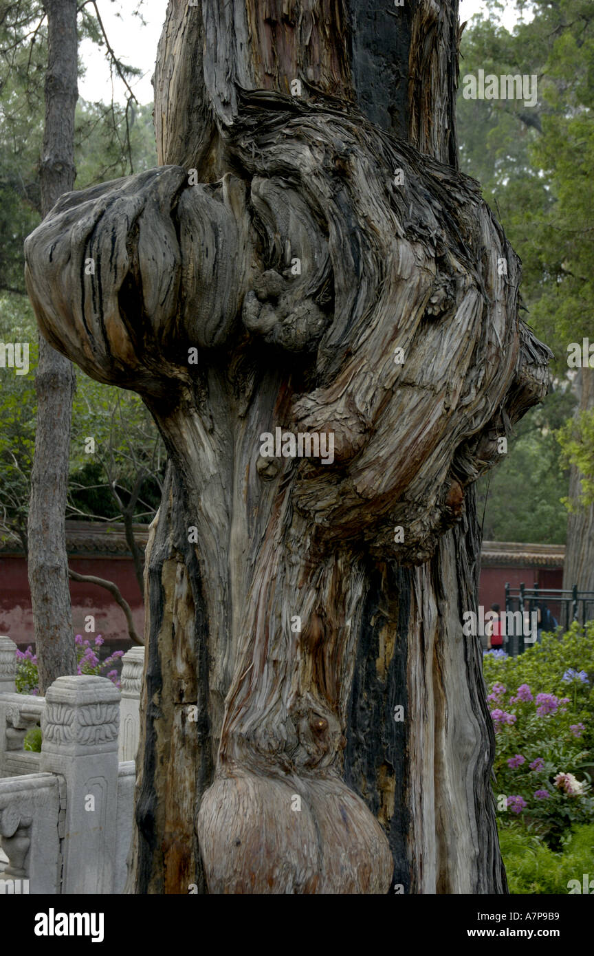 China Beijing Chinese The Forbidden City Tree Trunk In The Imperial ...