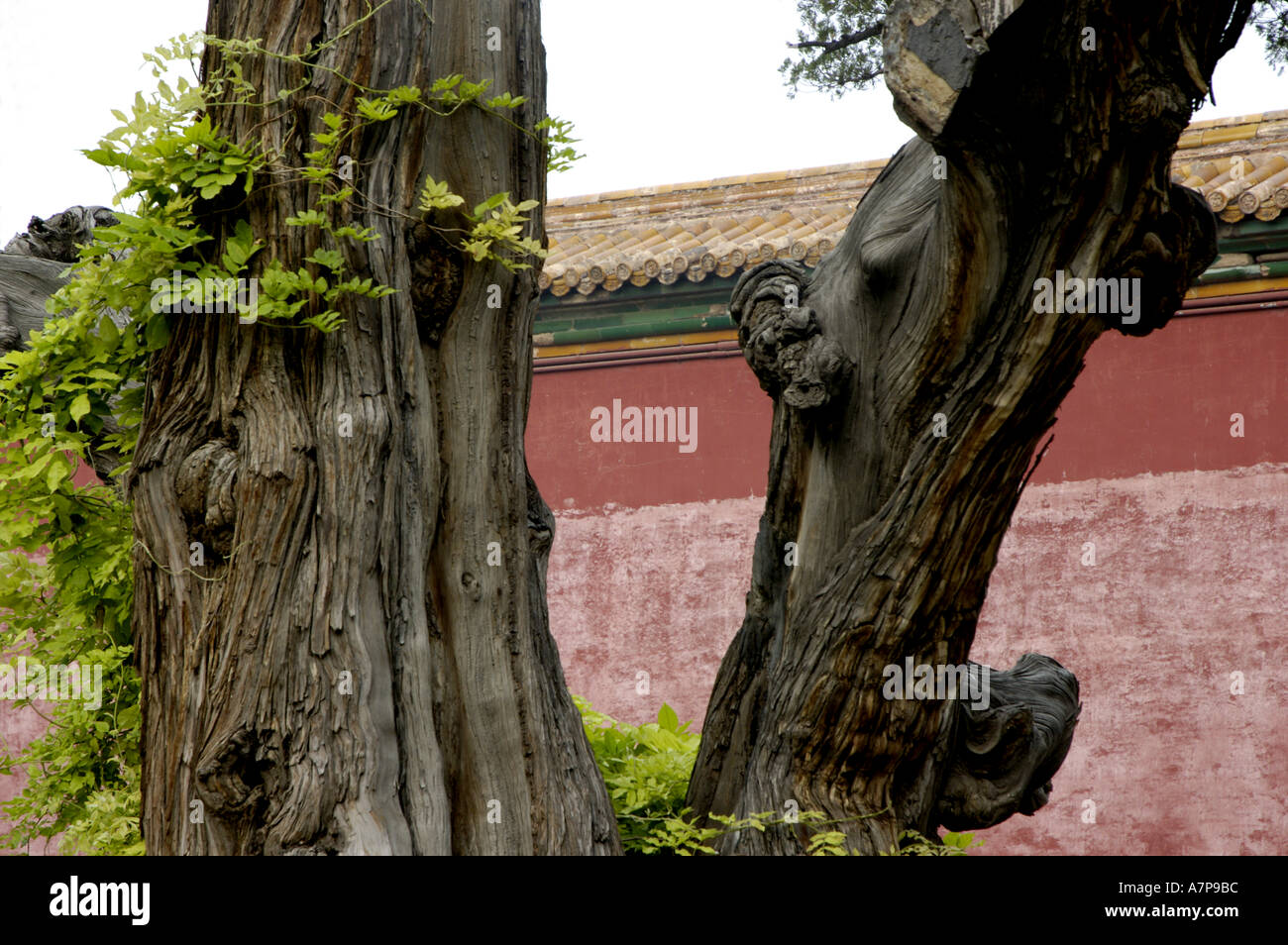 China Beijing Chinese The Forbidden City Tree Trunk In The Imperial ...