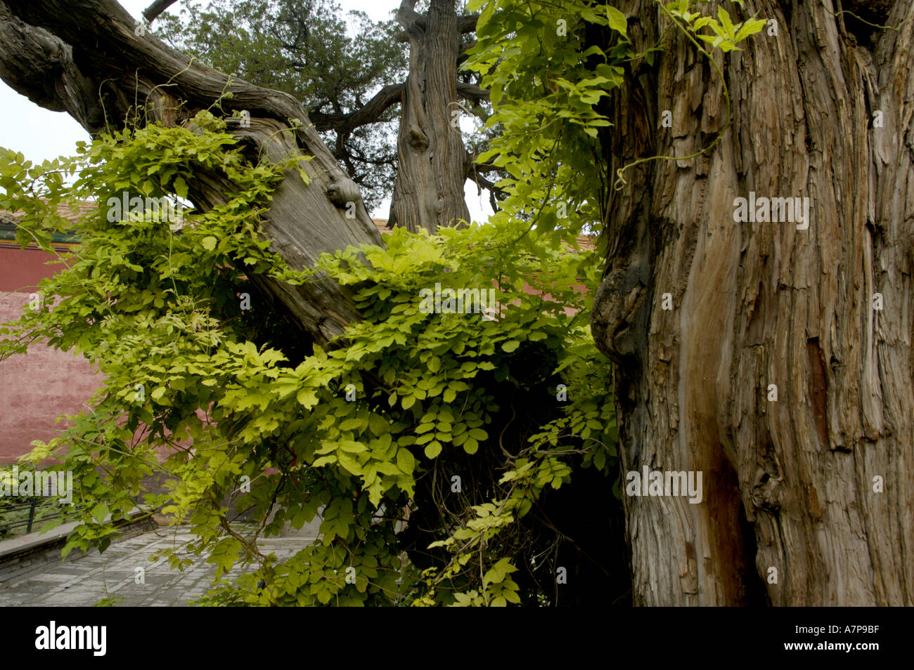 China Beijing Chinese The Forbidden City Tree Trunk In The Imperial ...