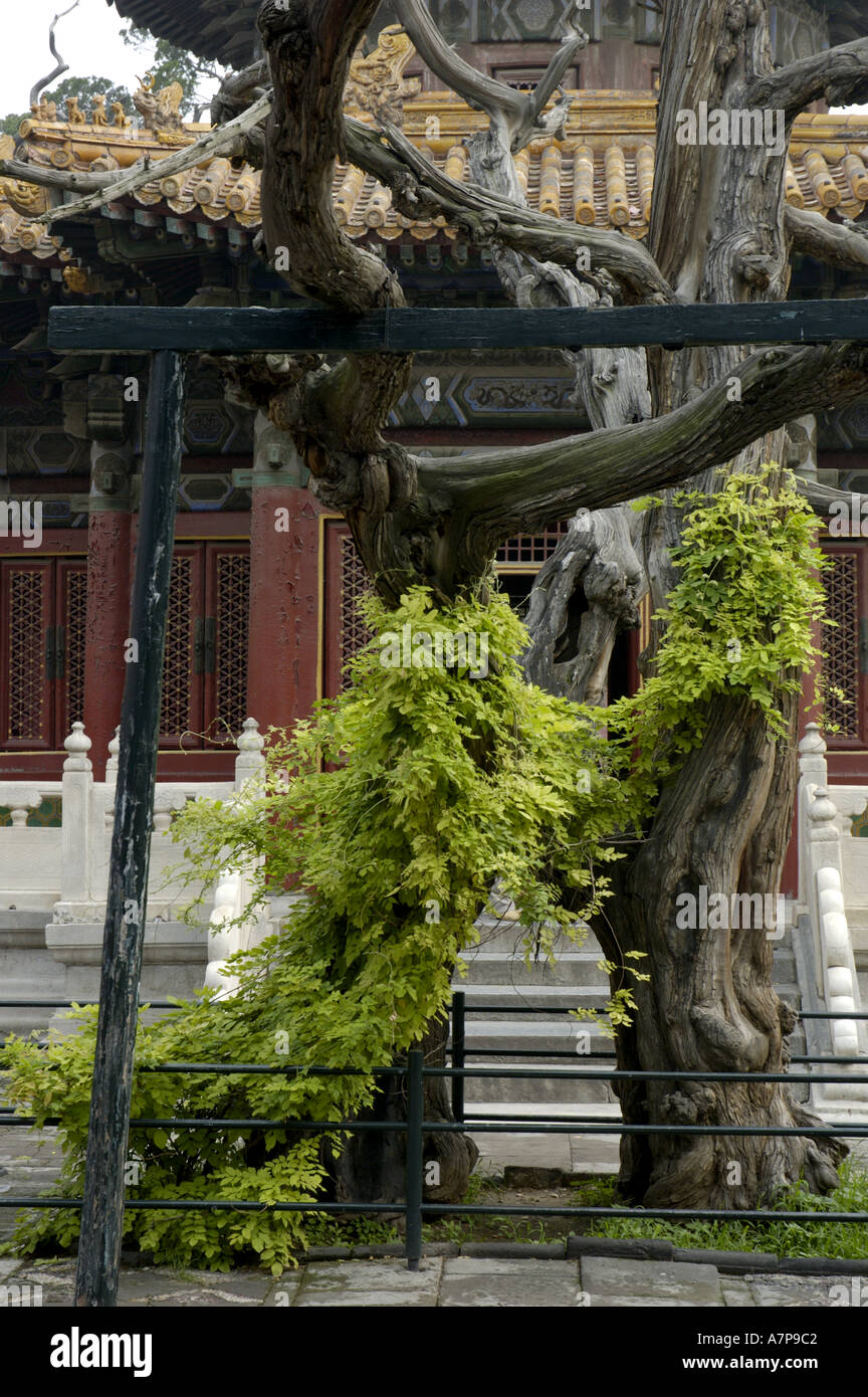 China Beijing Chinese The Forbidden City Tree Trunk In The Imperial ...