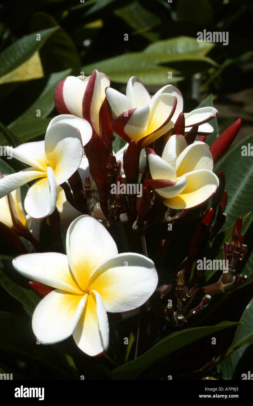 frangipani plant, nosegaytree (Plumeria alba), bloom, Samoa Stock Photo ...