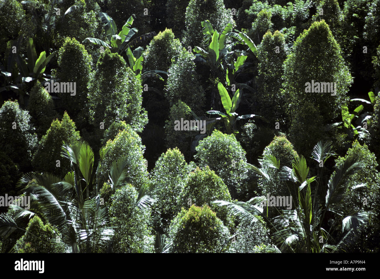 forest, Indonesia, Bali, Besakih Stock Photo - Alamy