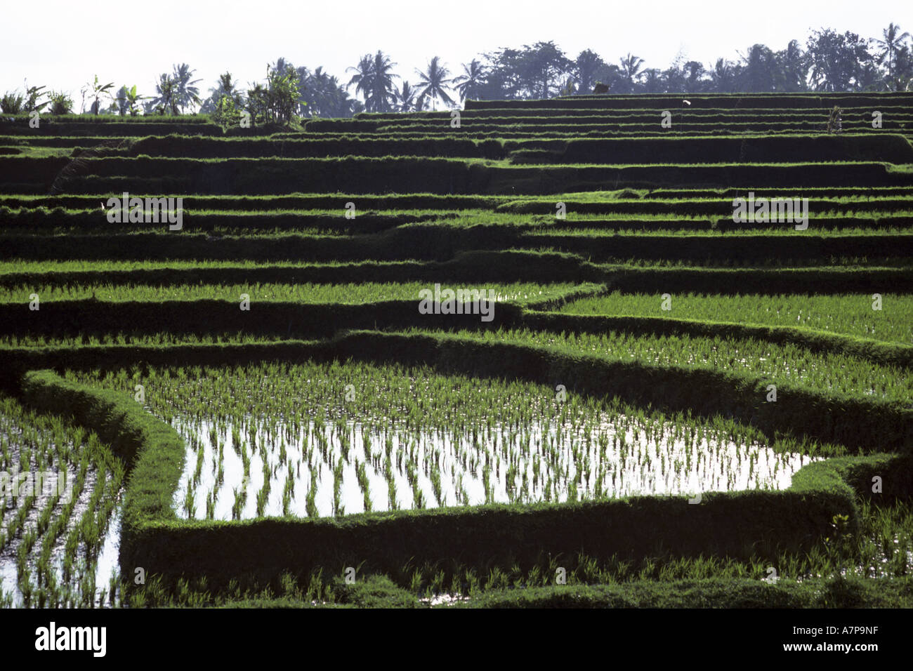 rice terraces, Indonesia, Bali, Ubud Stock Photo - Alamy
