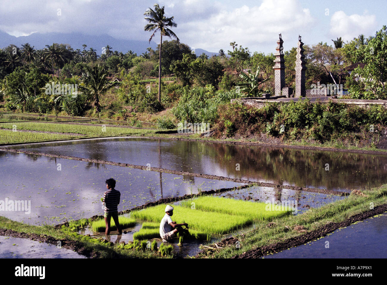 Rice being grown hi-res stock photography and images - Alamy