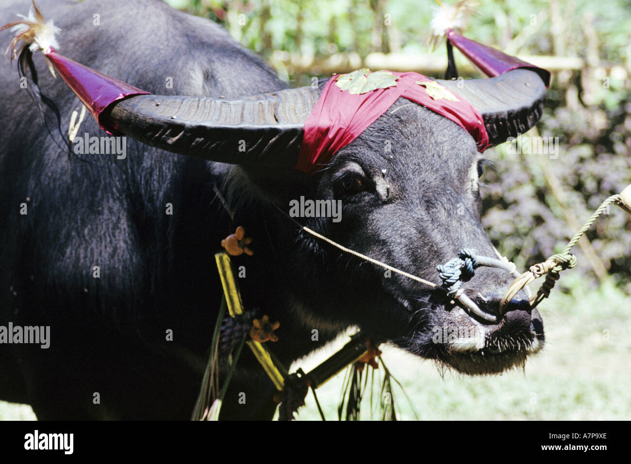 Bull sacrifice hi-res stock photography and images - Alamy