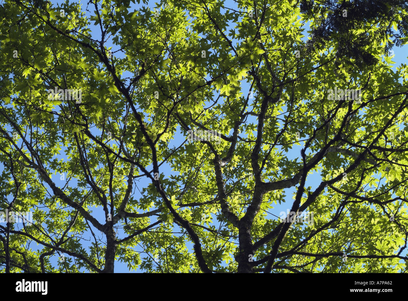 Spring leaves interesting pattern and shapes Nanaimo Vancouver Island ...