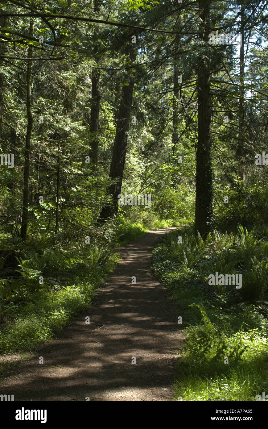 Dirt trail vancouver forest hi-res stock photography and images - Alamy