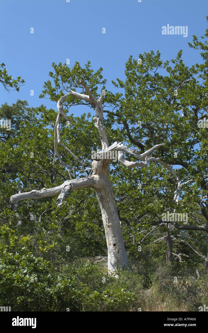 Dead oak tree new growth hi-res stock photography and images - Alamy