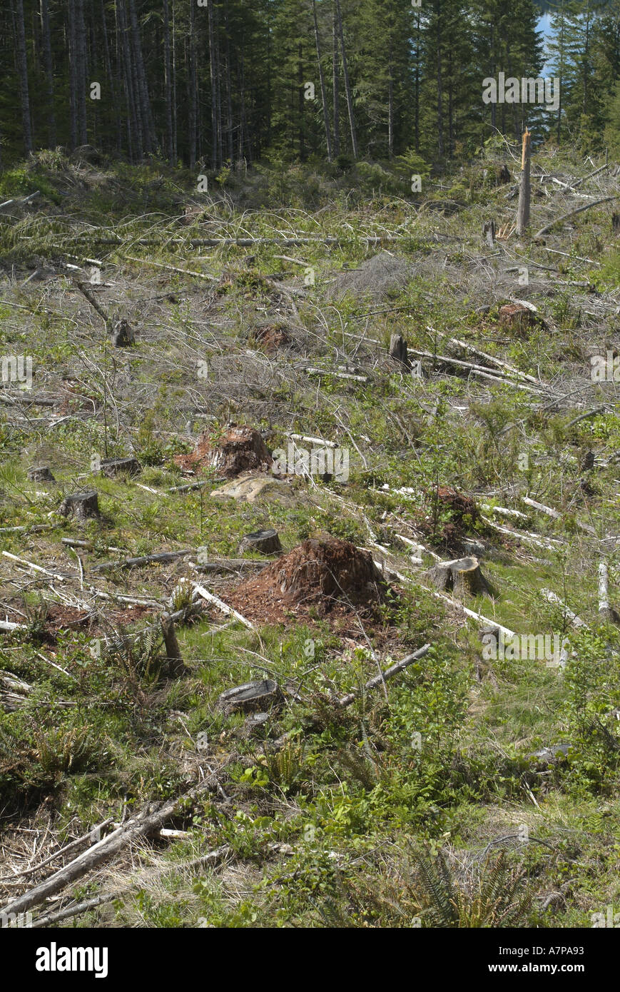 Cut forest in british columbia hi-res stock photography and images - Alamy
