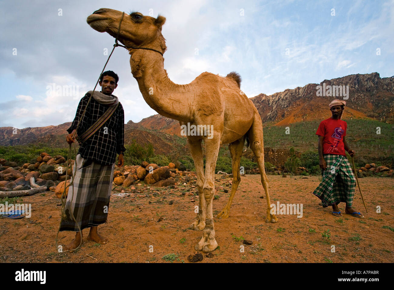 Socotran man with his Camel, Socotra Island, Yemen Stock Photo - Alamy