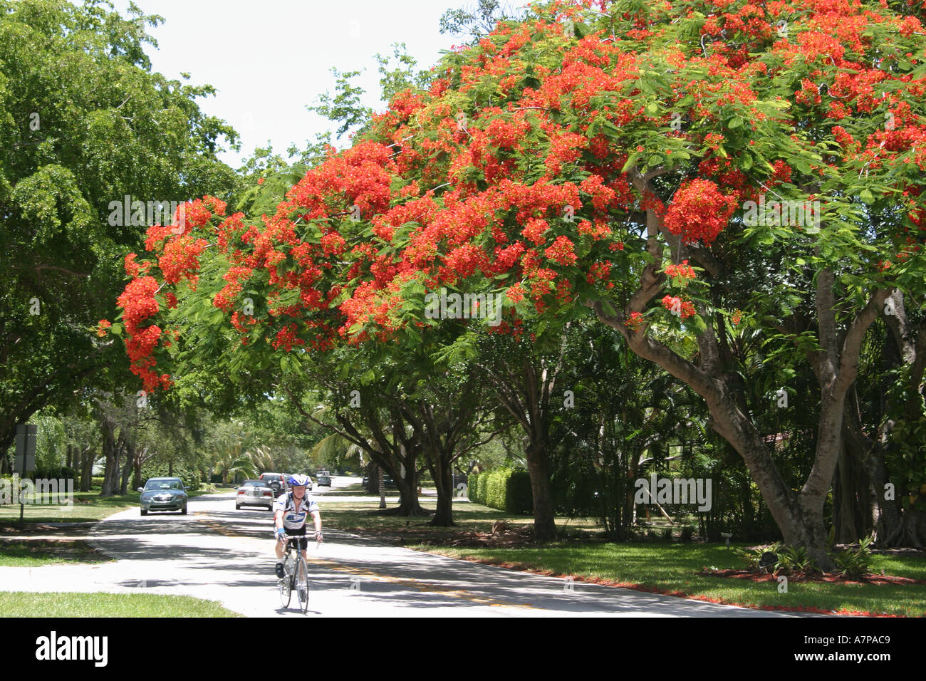 Miami Florida,Coral Gables,Poinciana,tree trees,wood,plant,flora ...