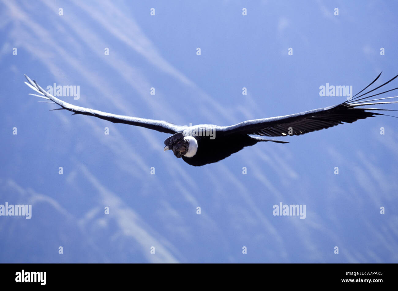 El condor hi-res stock photography and images - Alamy