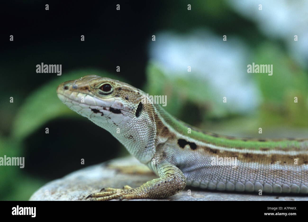 Italian Wall Lizard, Corsica Stock Photo - Alamy