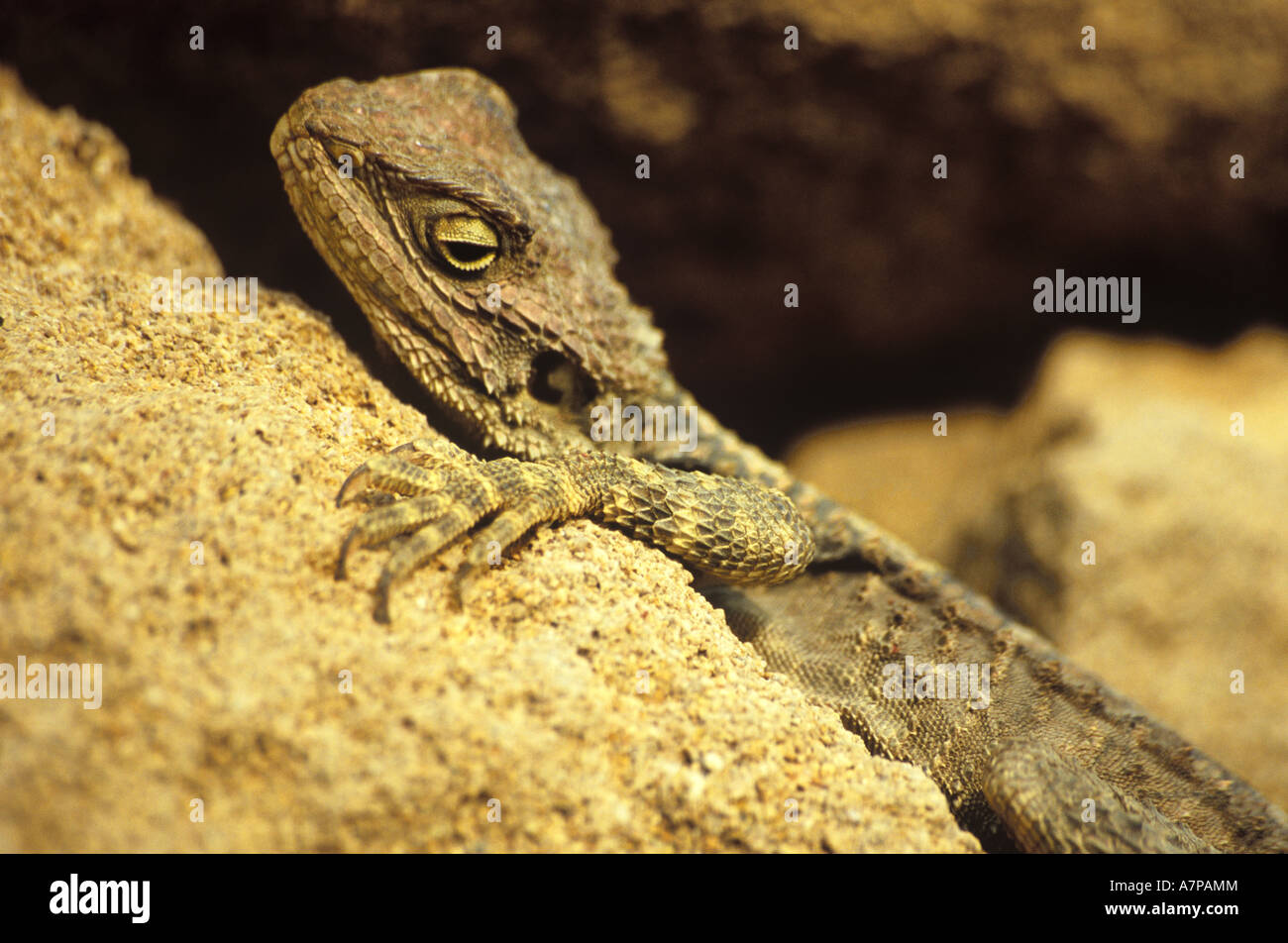 AGAMA LIZARD 2, CYPRUS Stock Photo - Alamy
