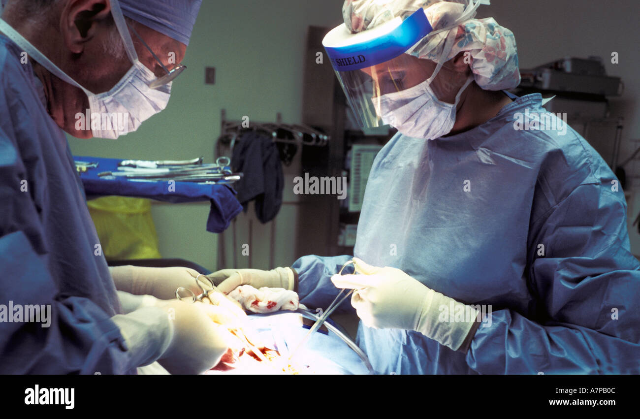 Surgical team performs kidney transplant in operating room Stock Photo ...