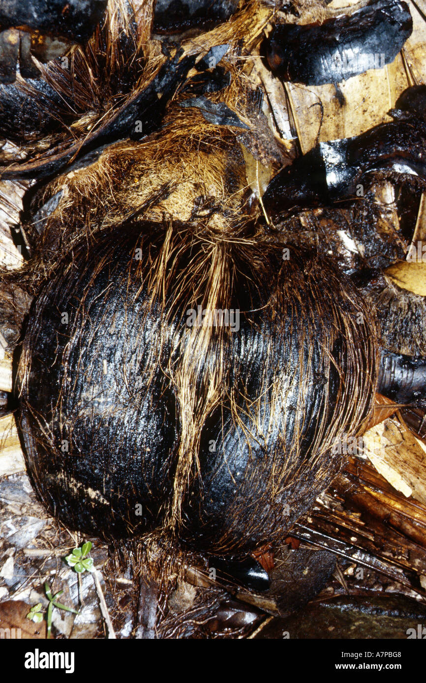 coco de mer, double coconut (Lodoicea maldivica), fruit (drupe ...