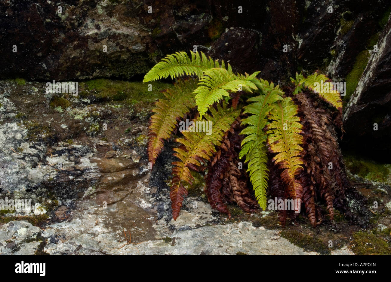 Growing small fern plants hi-res stock photography and images - Alamy