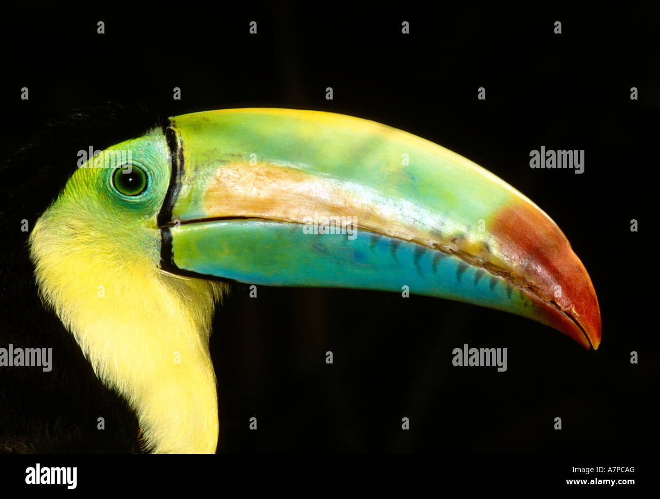 Great toucan hi-res stock photography and images - Alamy