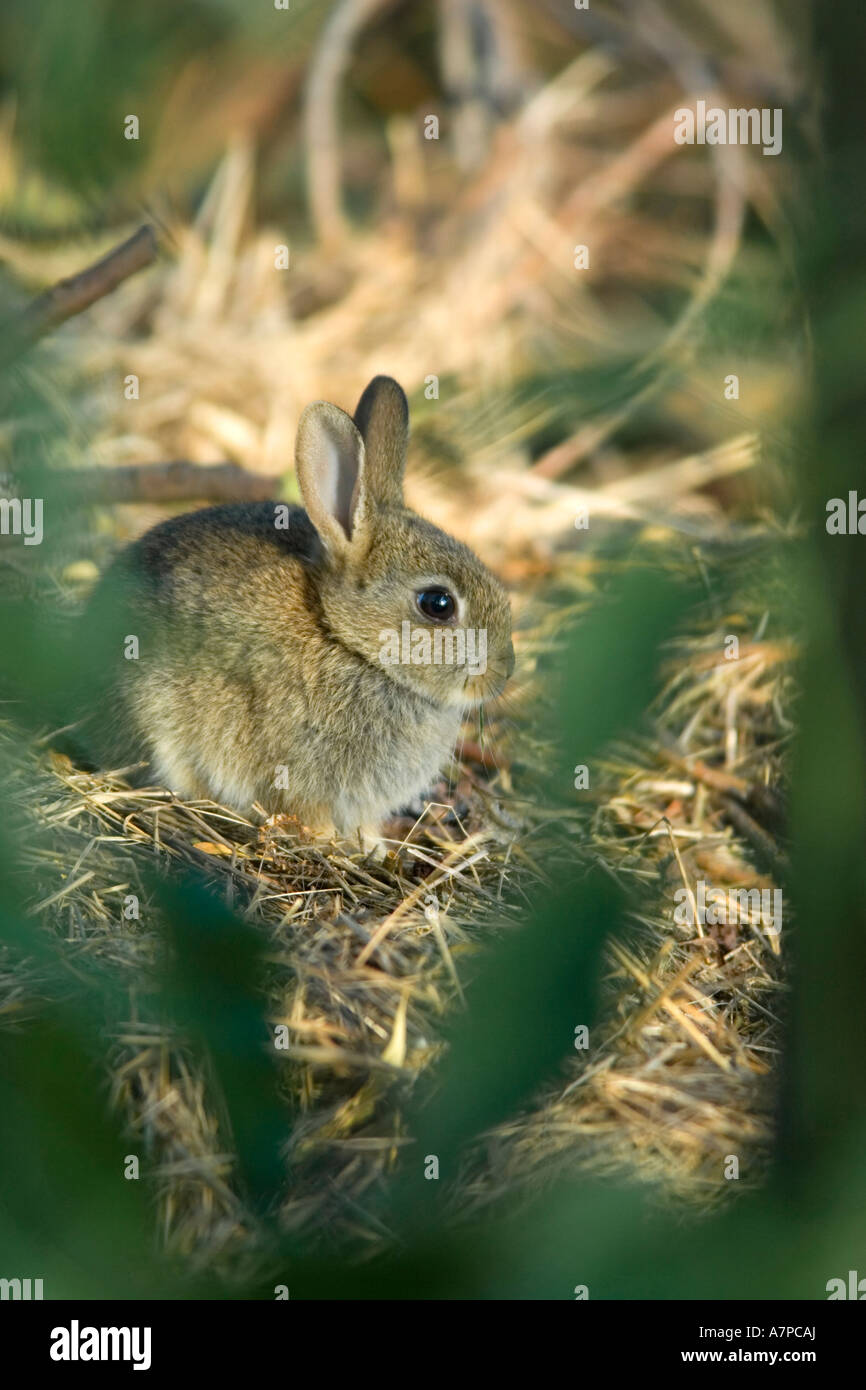 Cute baby juvenile rabbit sitting on straw bordered by leaves Stock ...