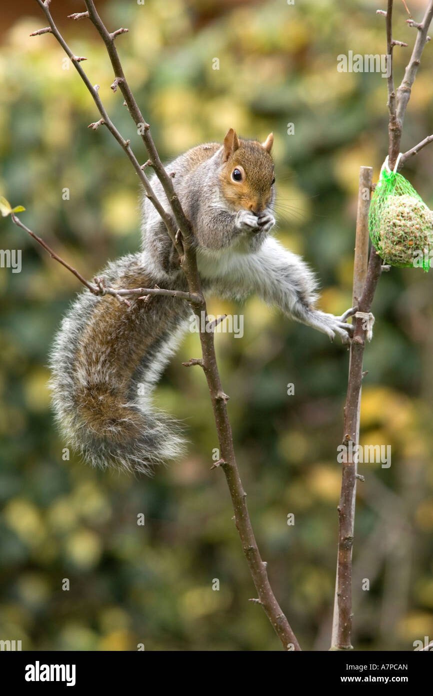 Straddling tree hi-res stock photography and images - Alamy