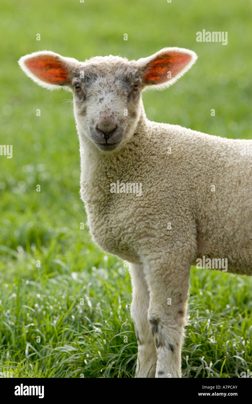 Cute single lamb looking in field with green background and backlit ...