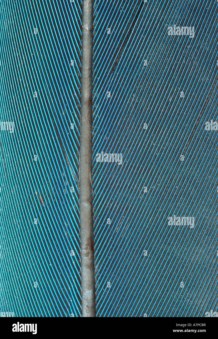 Blue Parrot feather detail Stock Photo - Alamy