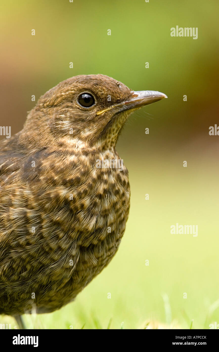 Juvenile Blackbird Turdus merula on Garden Lawn with soft background ...