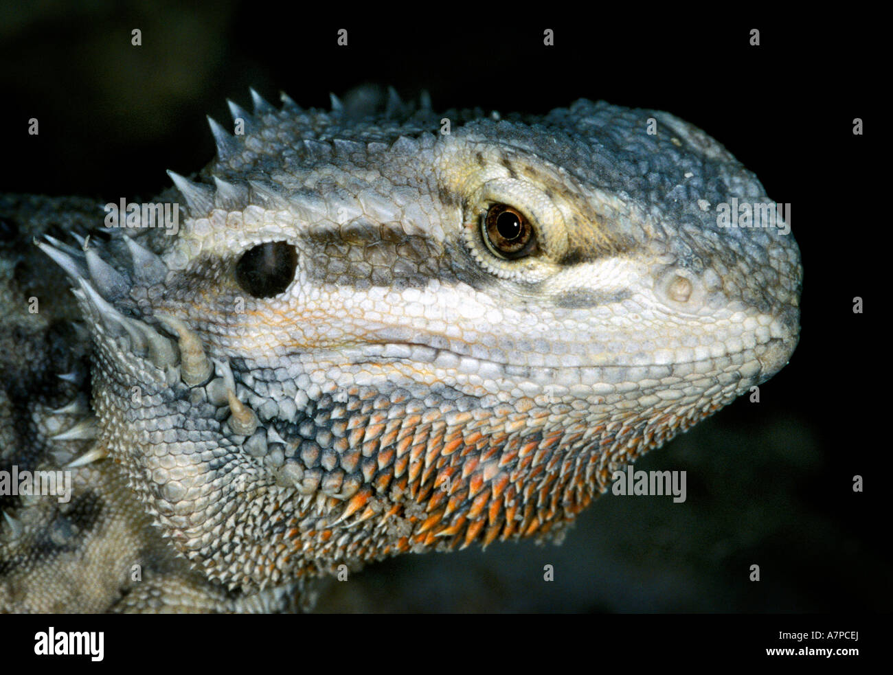 Close up of a Bearded Dragon (Pogona vitticeps Stock Photo - Alamy