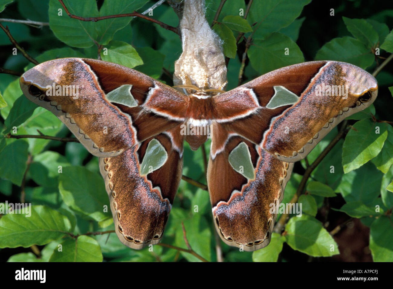 Giant Atlas Moth, (Atticus Atlas) at rest on the cocoon from which it ...