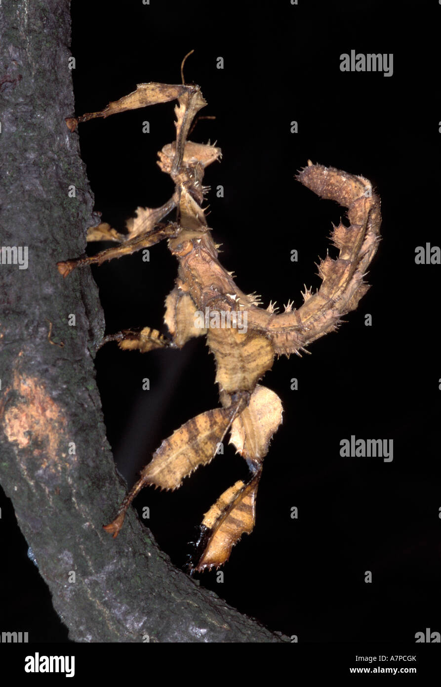 Giant Spiny Stick Insect (Extatosoma tiaratum Stock Photo - Alamy