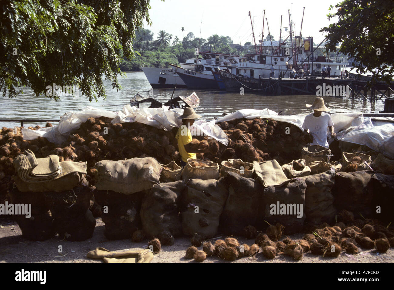 coconut selling in the harbour, Malaysia, Sarawak, Kuching Stock Photo ...