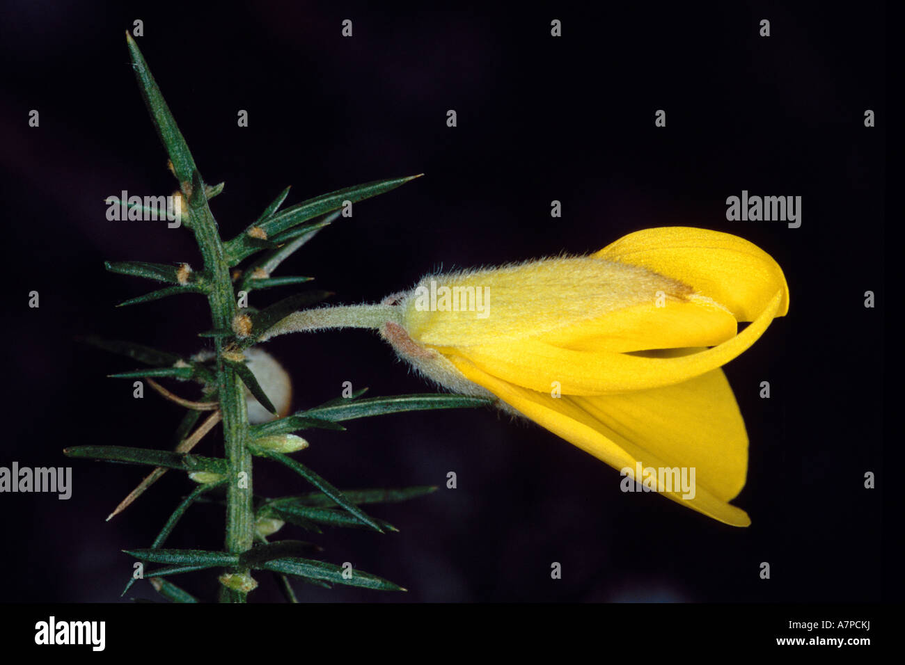 Yellow Gorse Flower Stock Photo - Alamy
