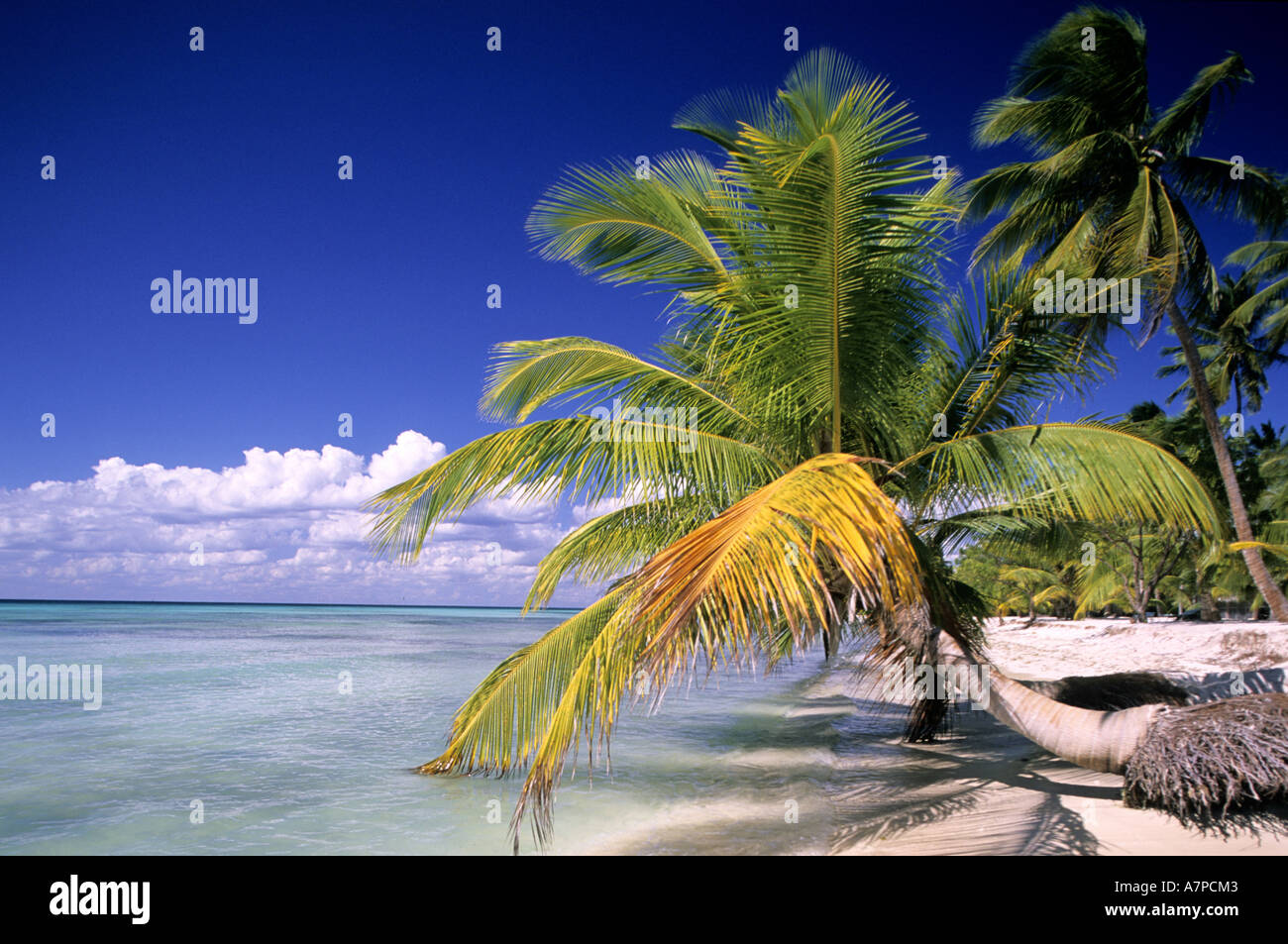 Dominican Republic, Saona island Stock Photo - Alamy