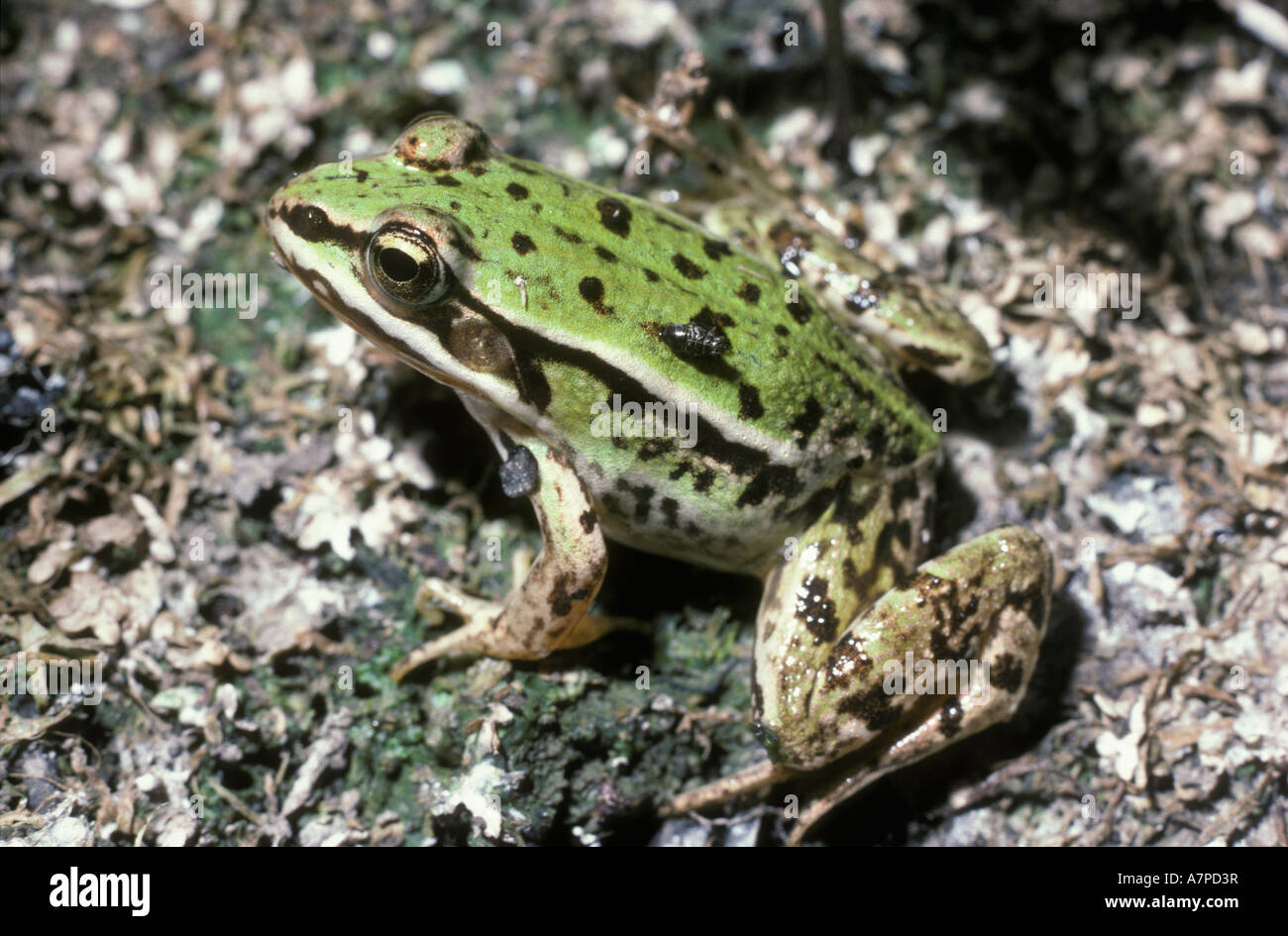 Pool frog france hi-res stock photography and images - Alamy