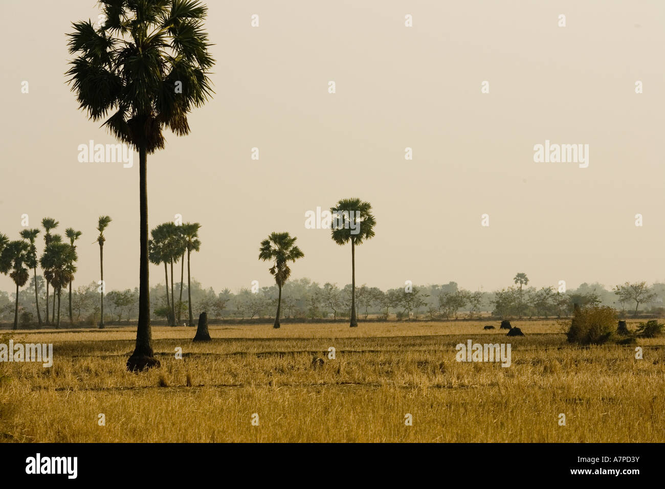 The countryside near Phnom Penh Cambodia Stock Photo - Alamy