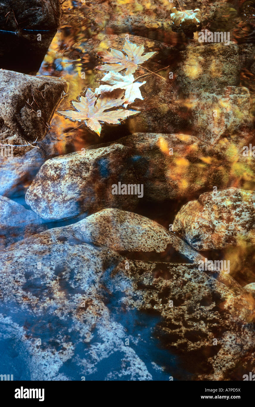 Maple Leaves floating in Merced River pool with autumn color ...