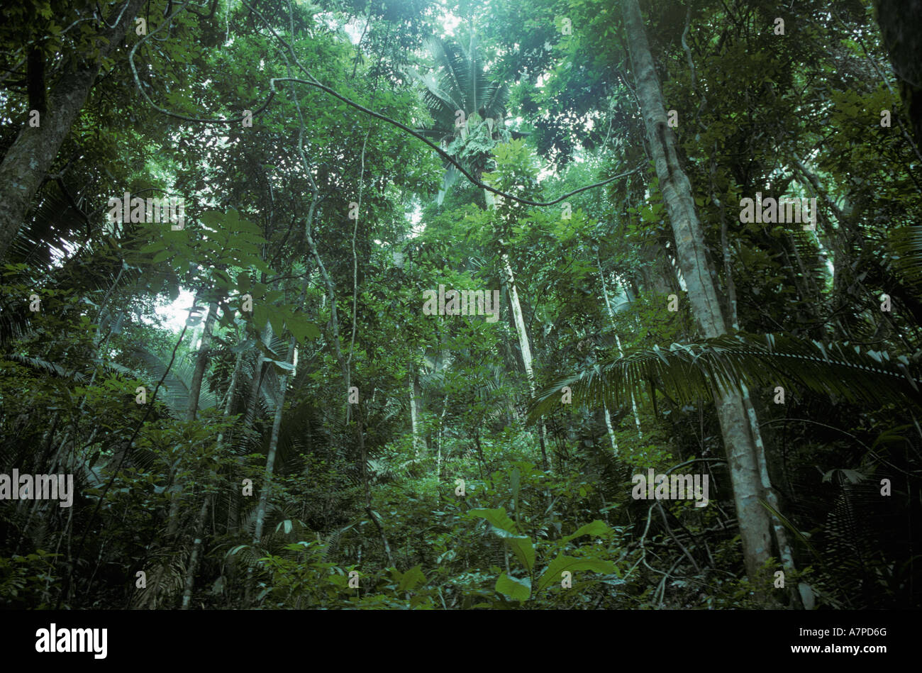 Amazonian rainforest growing on a steep slope Brazil Stock Photo - Alamy