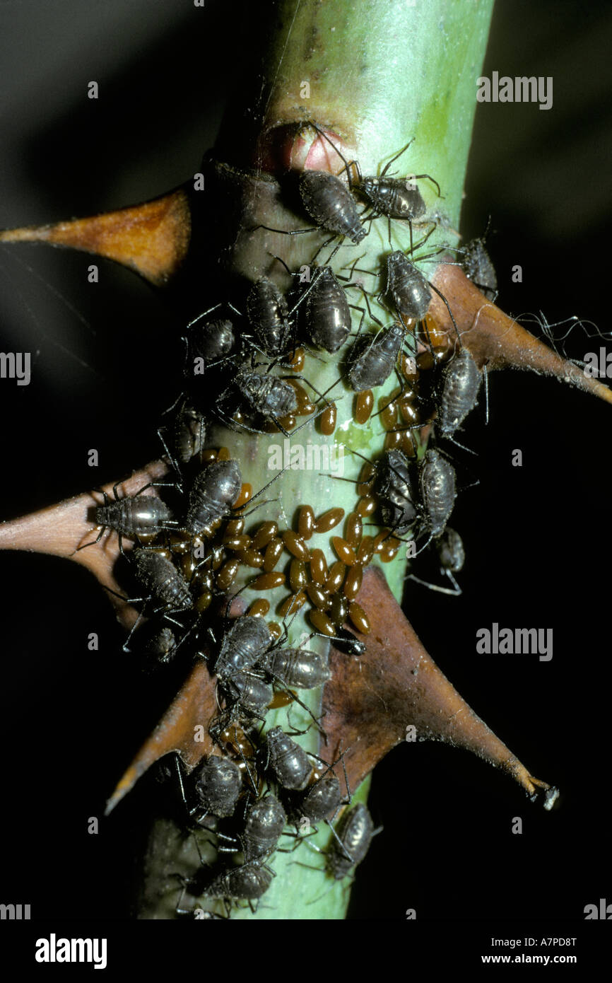 Eggs Aphid High Resolution Stock Photography and Images - Alamy