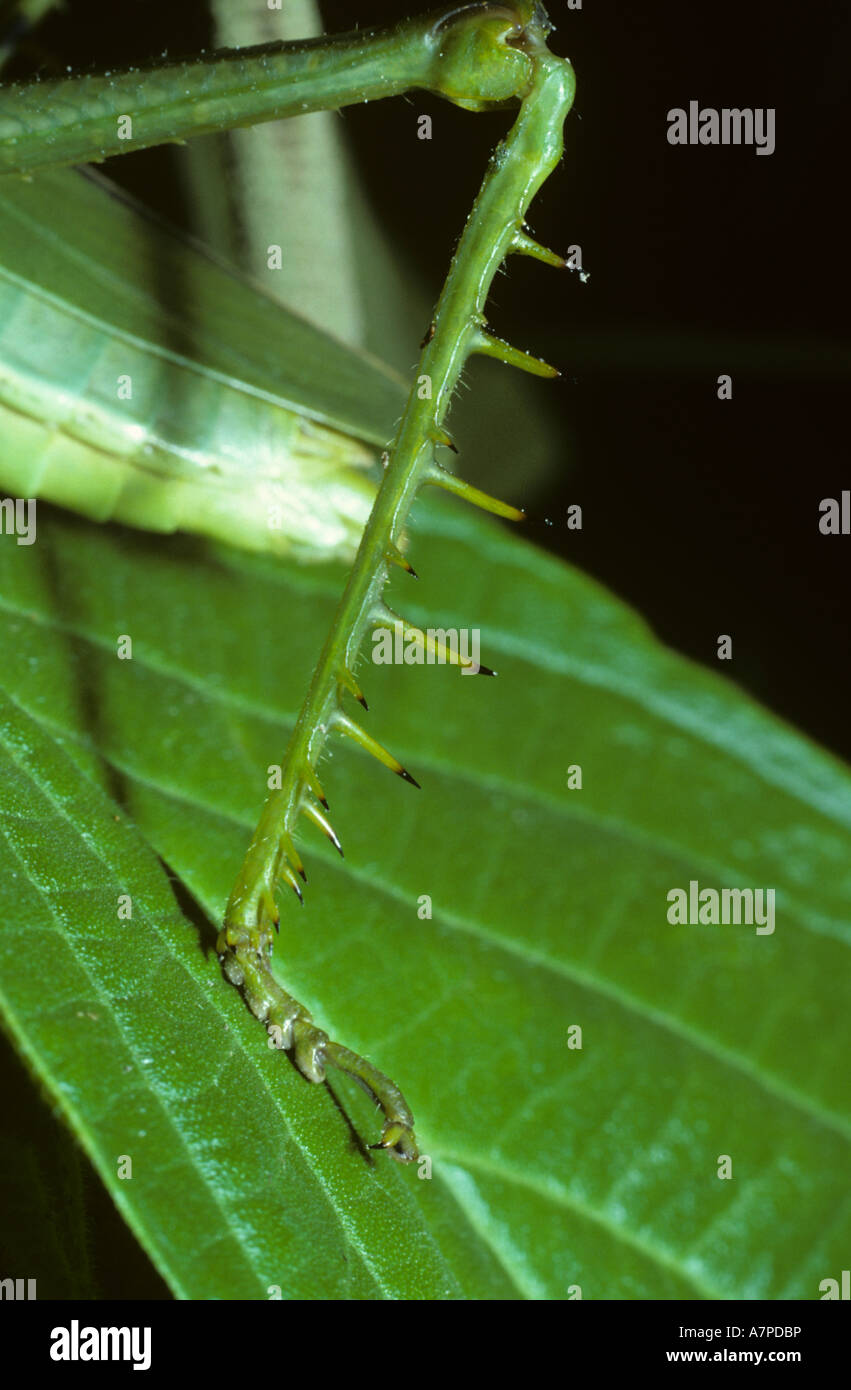 Grasshopper Prionolopha serrata Acrididae spiny hind leg stretched out ...